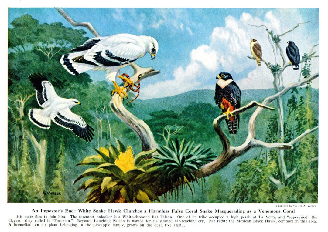 Fauna de Tabasco y Veracruz, Bat Falcon, Laughing Falcon, Black Hawk ...