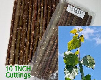 10 Hybrid Poplar Cuttings Op367 - Etsy