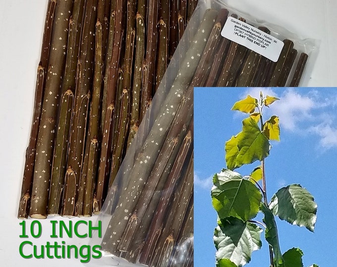 10 Hybrid Poplar Cuttings Op367 - Etsy