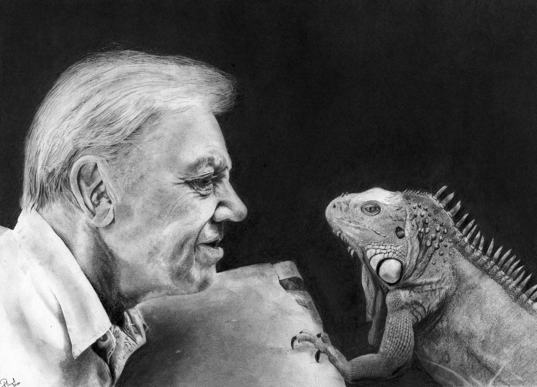 David Attenborough Pencil Drawing Print - Etsy