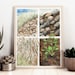 Parable of the Sower Watercolor Print: Bible Illustration, Matthew 13 ...