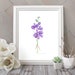 Watercolor Larkspur Flowers - Botanical Art Watercolor, Birth Month ...