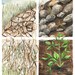 Parable of the Sower Watercolor Print: Bible Illustration, Matthew 13 ...