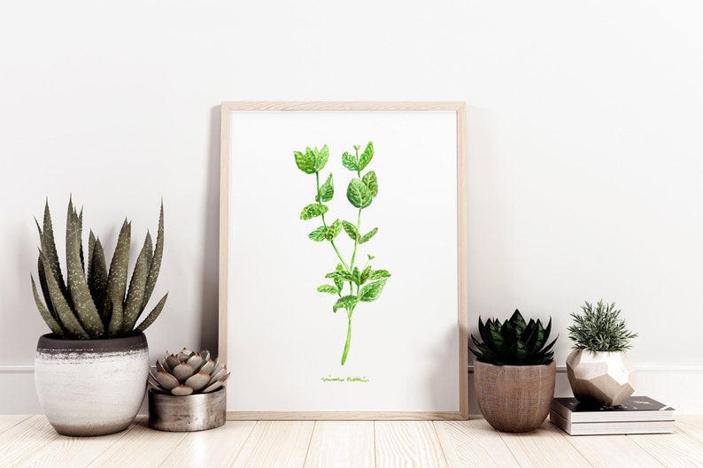 Watercolor Mint Sprig - Botanical Art Watercolor, Essential Oil Plant ...