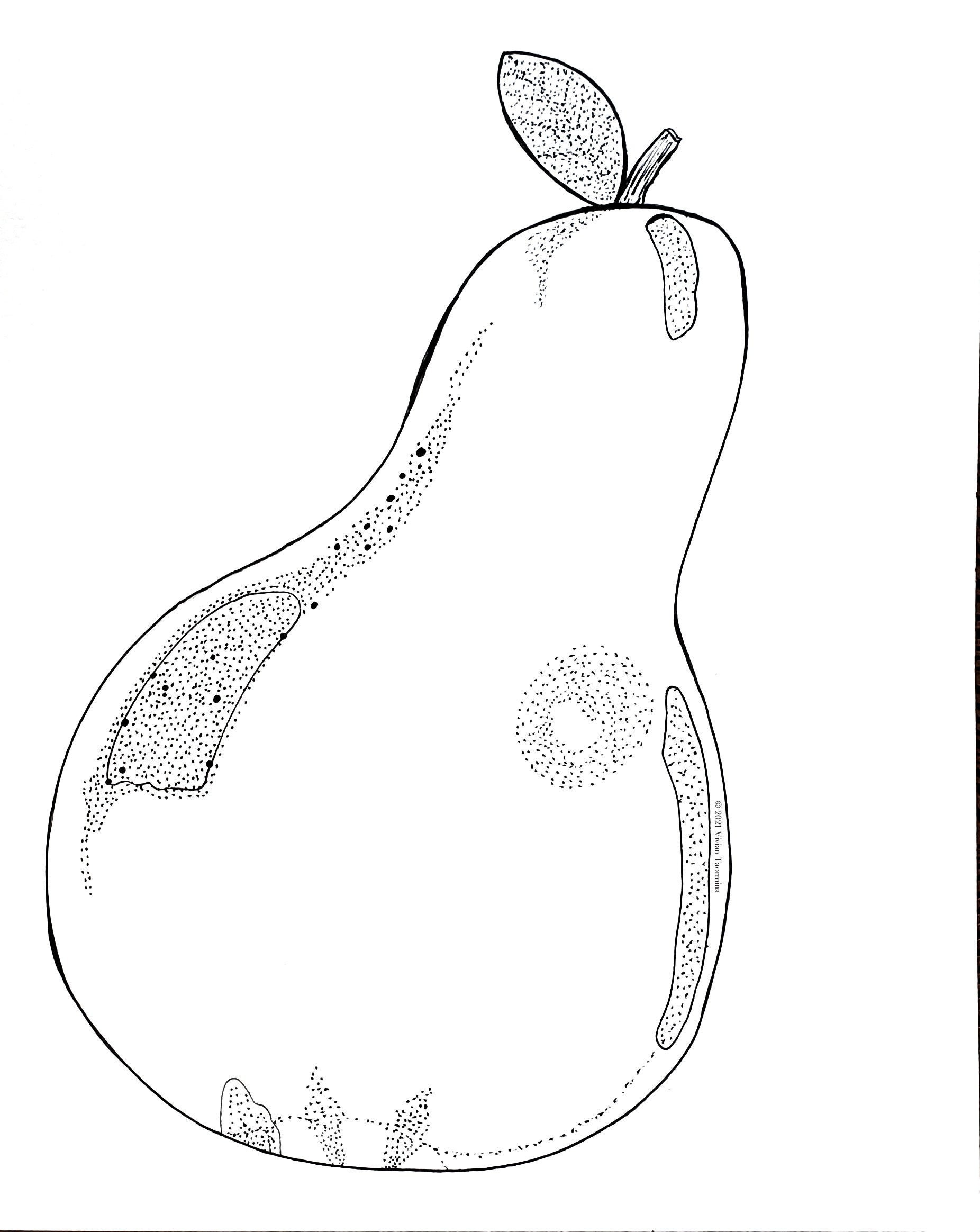 Pear Pen And Ink Illustration