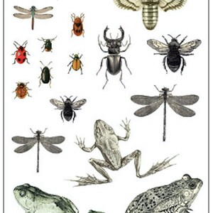 Iron Orchid Designs Entomology Transfer™ Pad, Four 12" X 16" Sheets ...