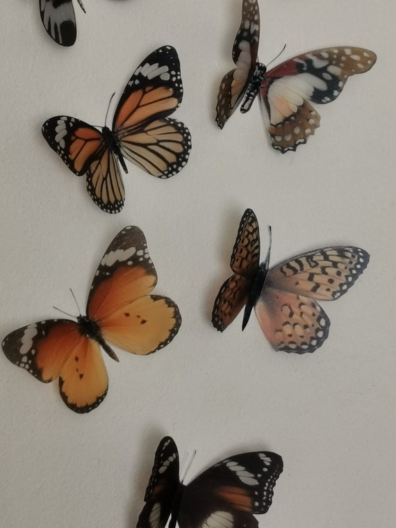 10 Natural 3D Butterflies Butterfly Picture Frame Home Wall - Etsy