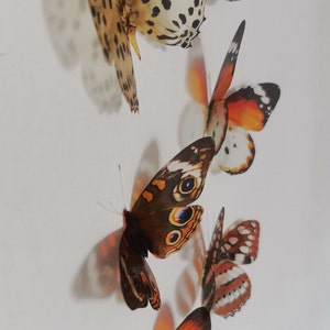 10 Natural 3D Butterflies Butterfly Picture Frame Home Wall Wedding ...