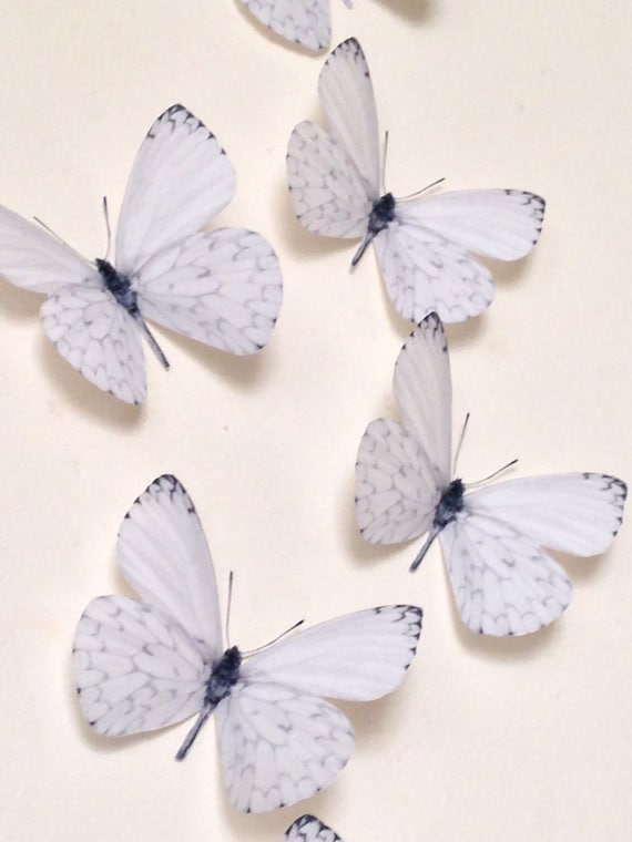 White Butterflies In Flight