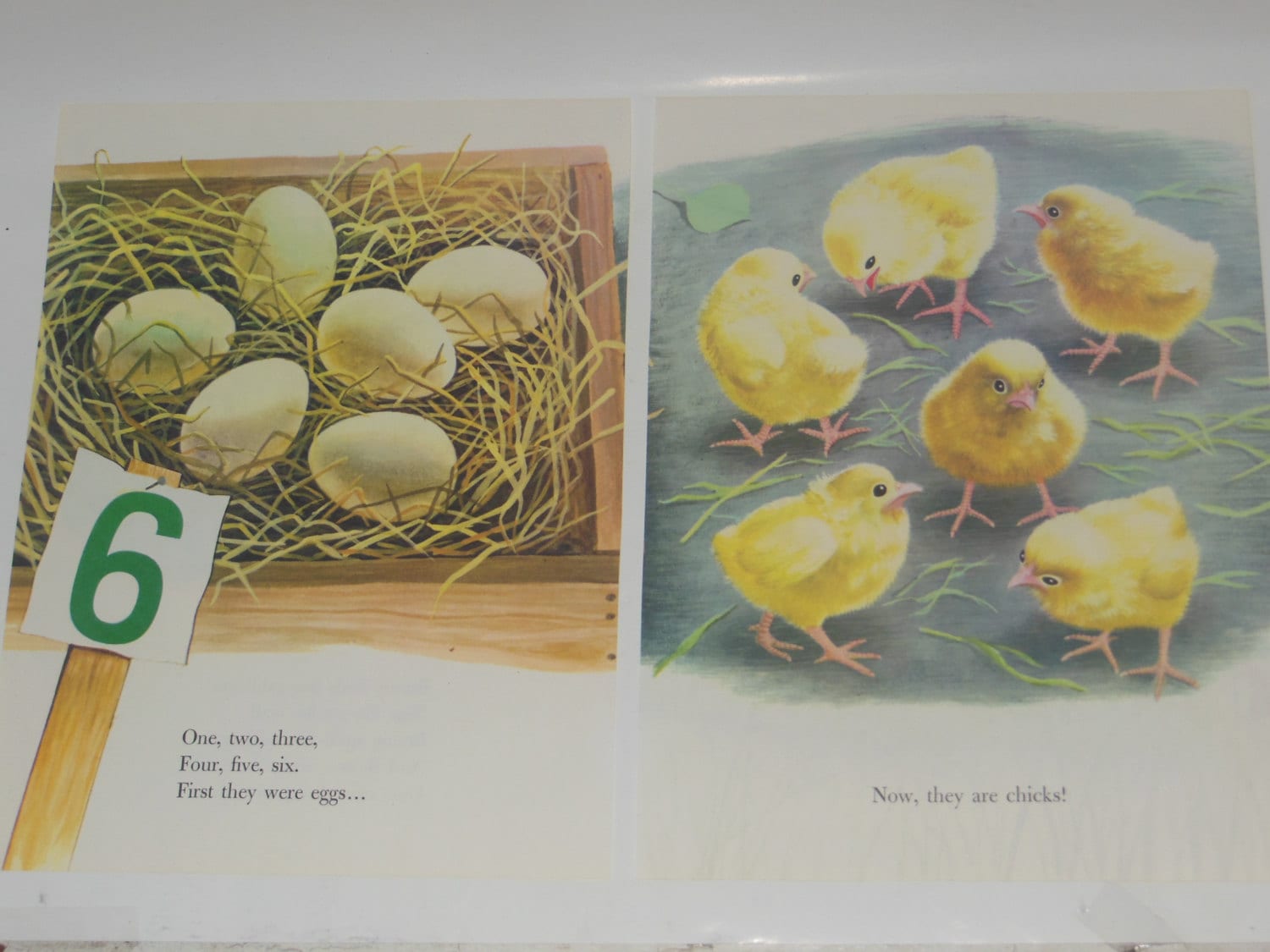 2 Page Chicks Counting Educational Full Page Children's - Etsy