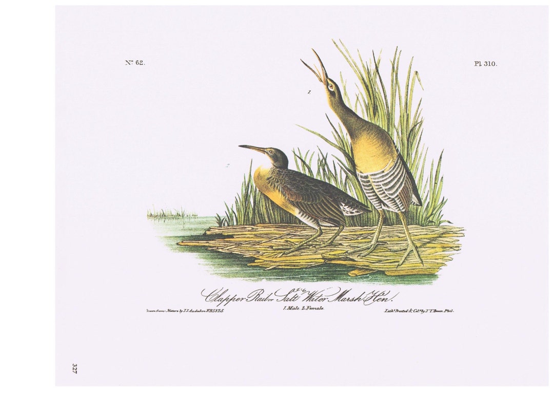 Clapper Rail Salt Water Marsh Hen 1979 Vintage Bird Animal Art Print ...
