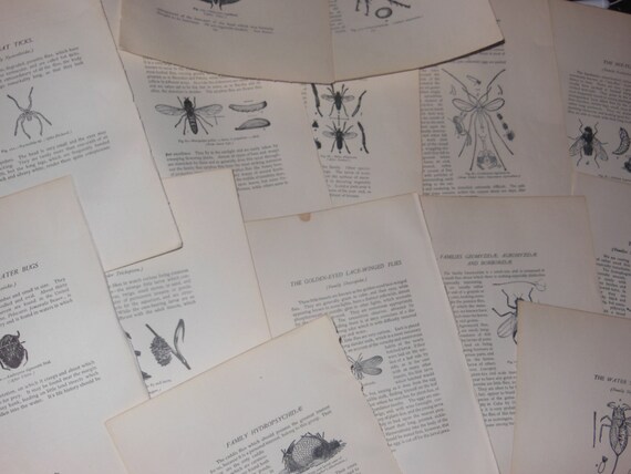 15 Antique Insect Book Pages 1912 Paper Ephemera Supplies Lot | Etsy
