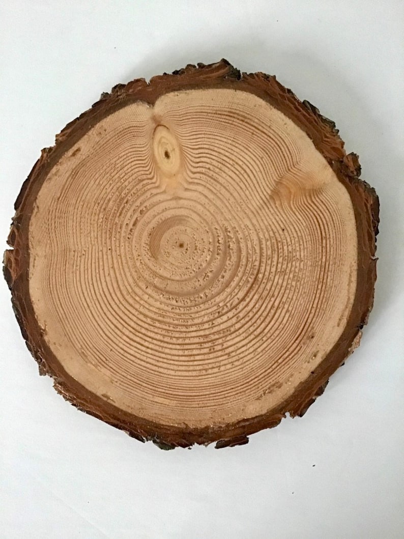 Fir Wood Slices Wood Cookies Log Slices Finished Wood | Etsy