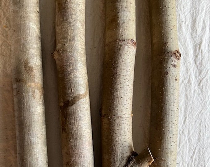 4 Sycamore Branches, Craft Branches, Natural Twig Branches, Natural ...