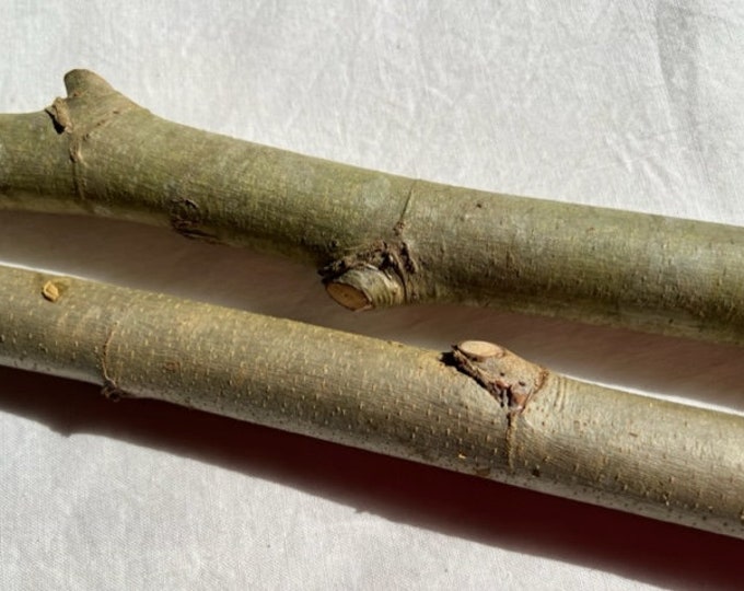 Sycamore Branches, Craft Branches, Natural Twig Branches, Natural Wood ...