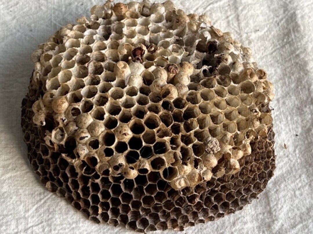 Paper Wasp Nest, Large Intricate Paper Wasp Nest - Etsy