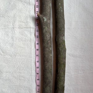 Magnolia Branch Limbs, Craft Branches, Magnolia Branches, Whittling ...