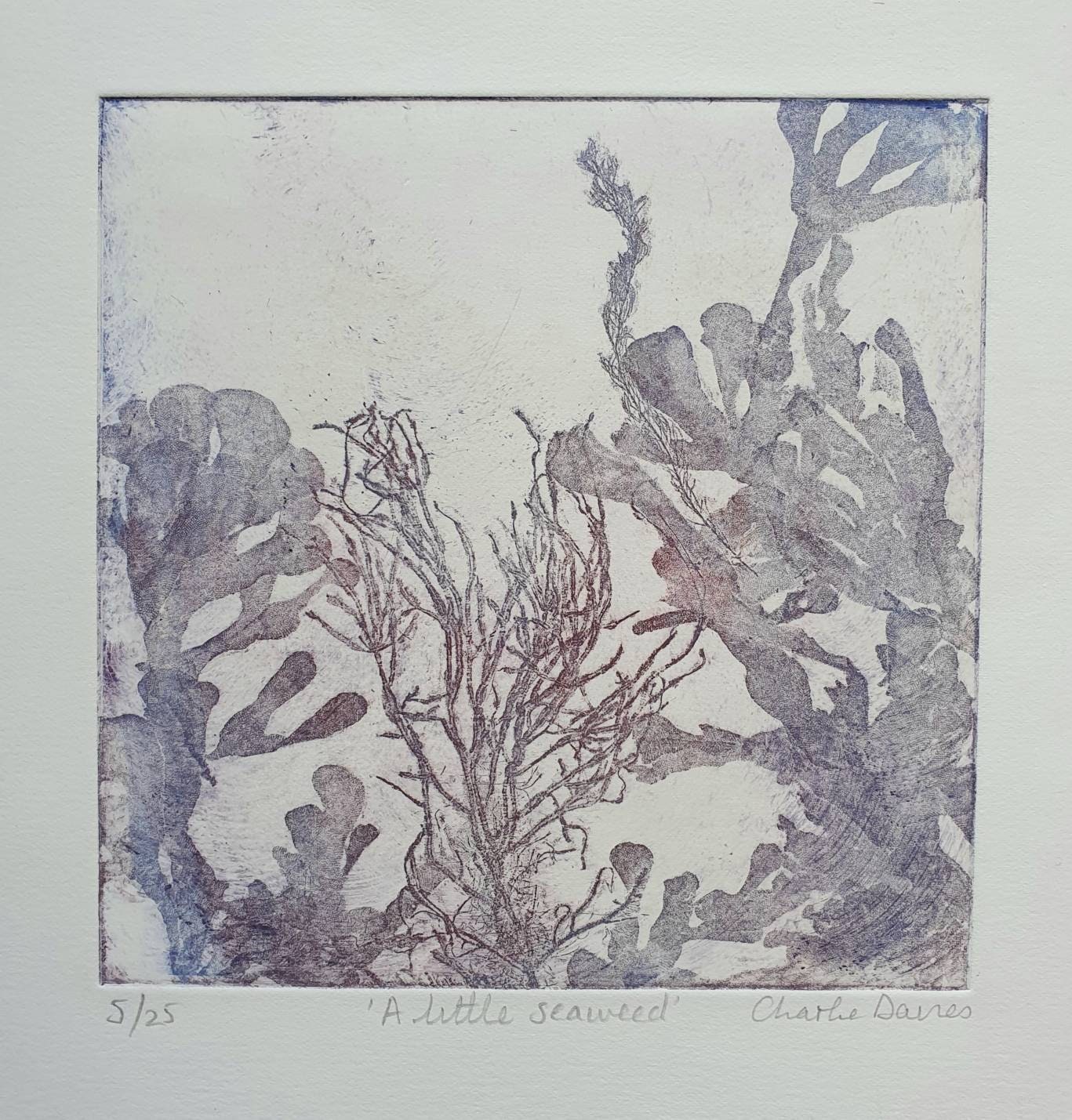 Seaweed Etching Print//under the Sea//fine Art Print//unframed - Etsy