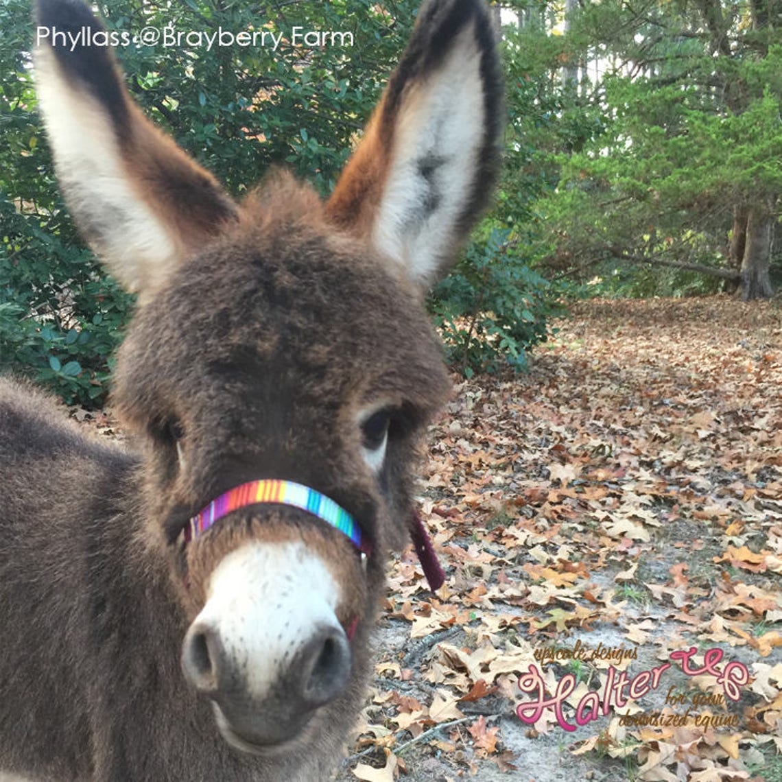 Miniature Donkey Foal & Small Size Halter W/ Overlay choose - Etsy