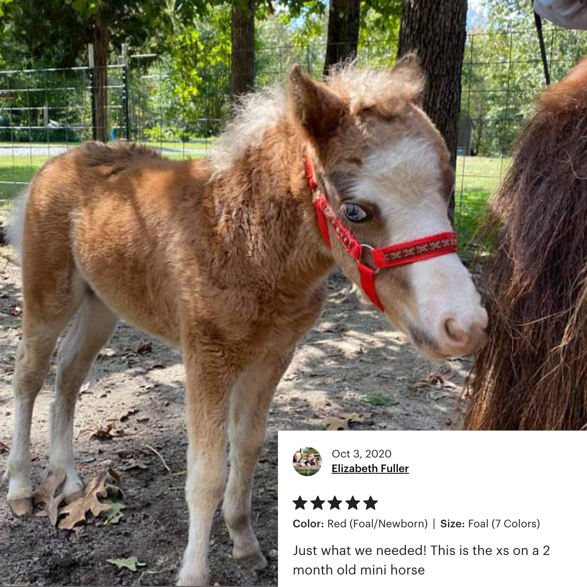 Baby Mini Horse Pictures