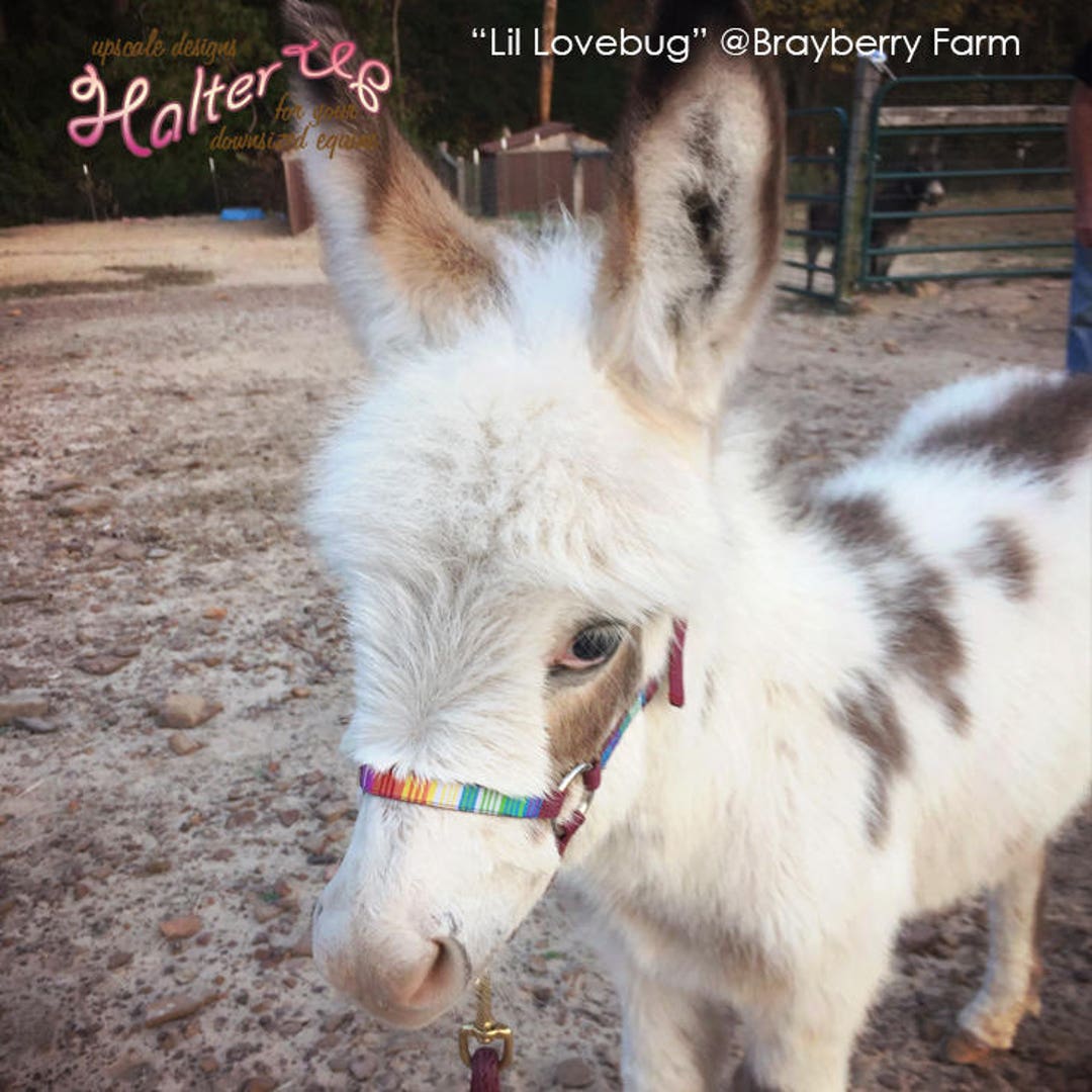 Miniature Donkey Foal & Small Size Halter W/ Overlay choose Color for ...