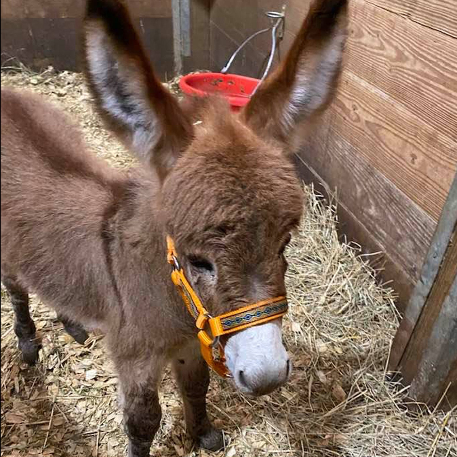 Miniature Donkey Foal & Small Size Halter W/ Overlay choose - Etsy