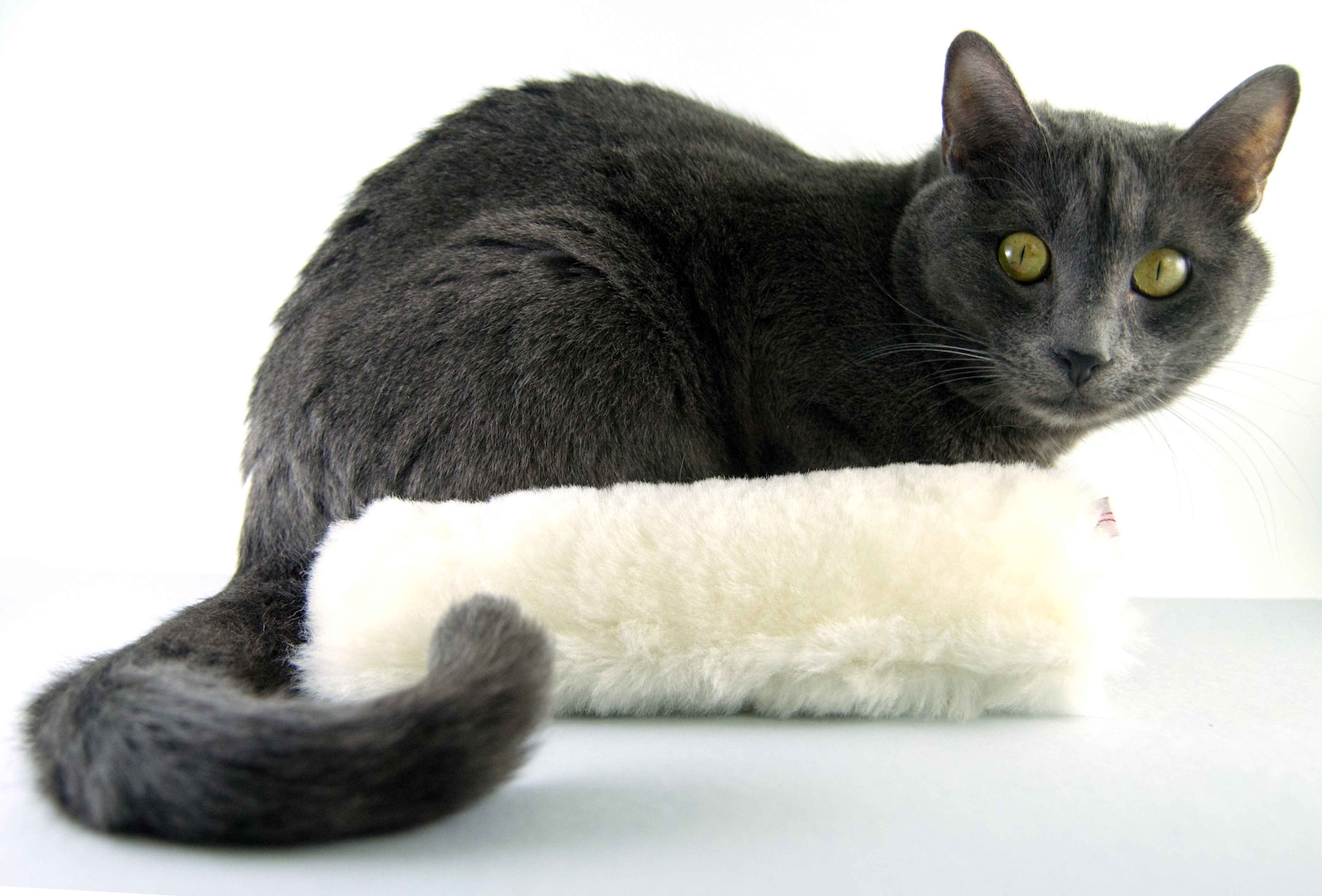 Cat Toys Cat Kicker Toy Cat Kicker Stick Kitty Kicker Kick - Etsy