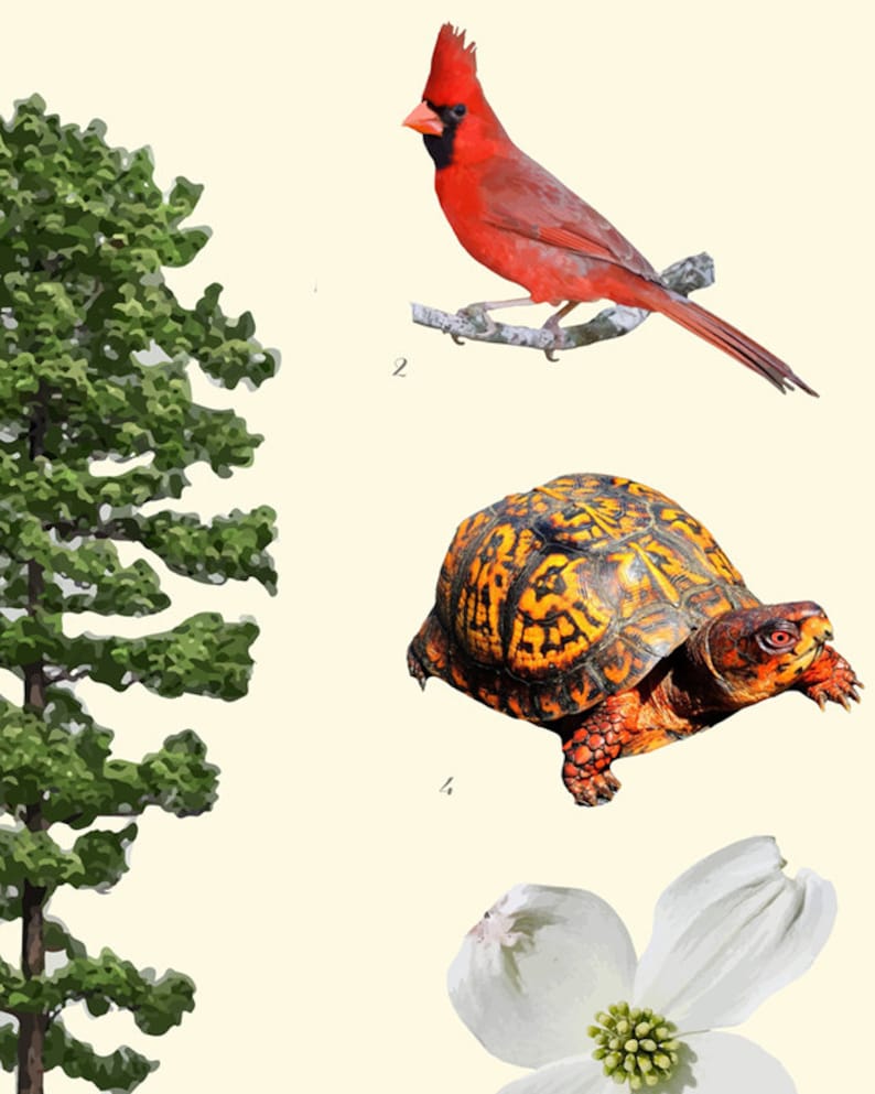 North Carolina State Symbols Typology North Carolina Art - Etsy