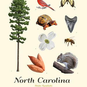 North Carolina State Symbols Typology North Carolina Art North Carolina ...
