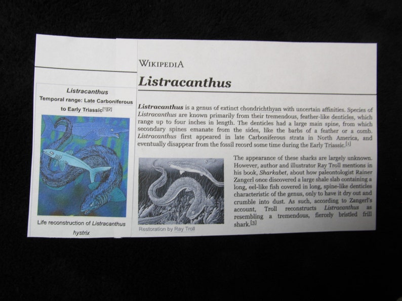 Shark Spine Fossil "listracanthus" Late Carboniferous, 354 to 290 ...