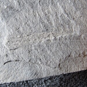 Shark Spine Fossil "listracanthus" Late Carboniferous, 354 to 290 ...