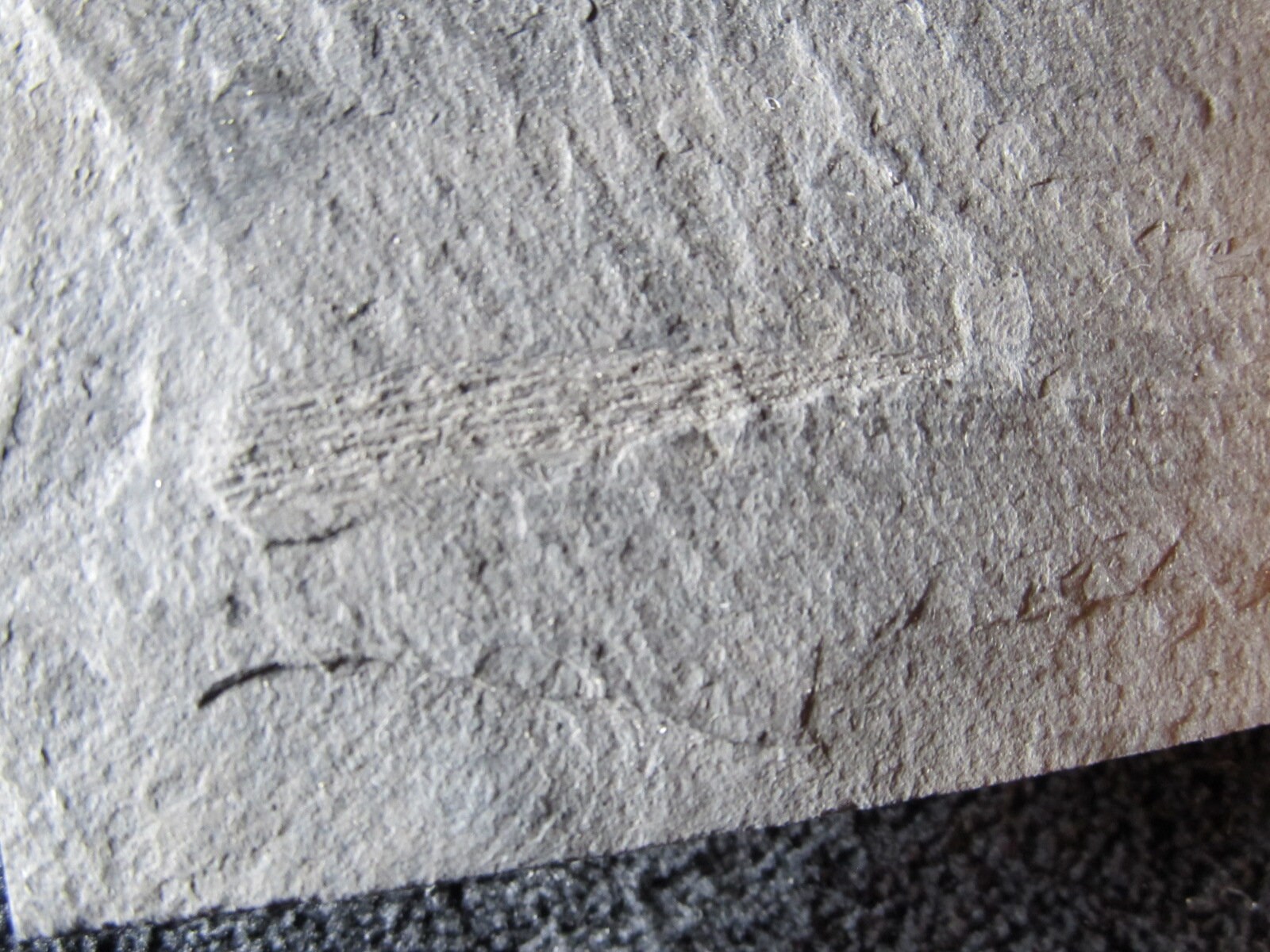 Shark Spine Fossil "listracanthus" Late Carboniferous, 354 to 290 ...