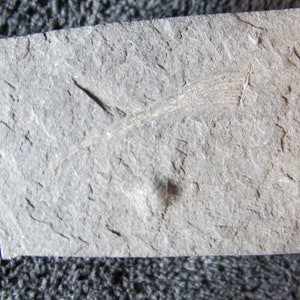 Shark Spine Fossil "listracanthus" Late Carboniferous, 354 to 290 ...