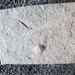 Shark Spine Fossil "listracanthus" Late Carboniferous, 354 to 290 ...