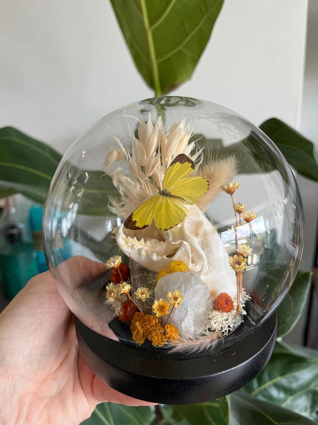 Curiosity Globe Skull & Butterfly - Etsy