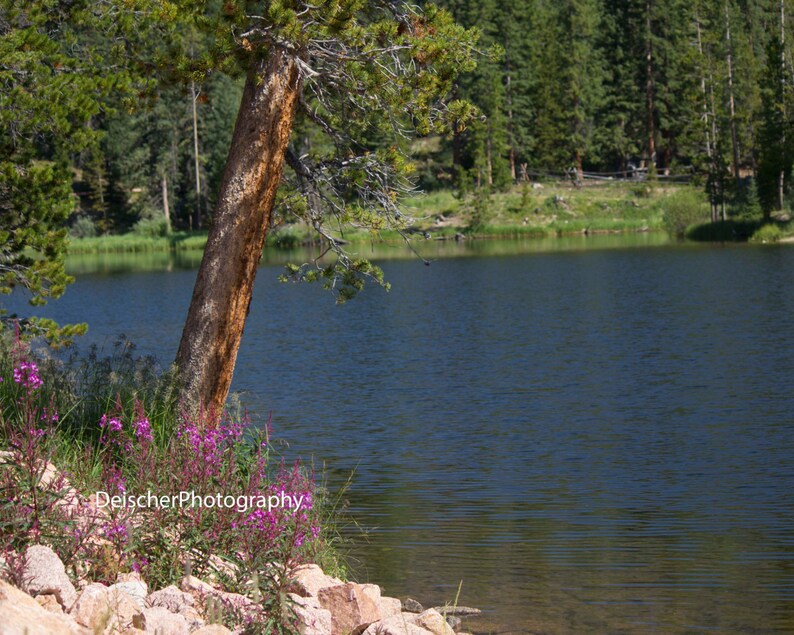 Lakeside Tree - Etsy Canada