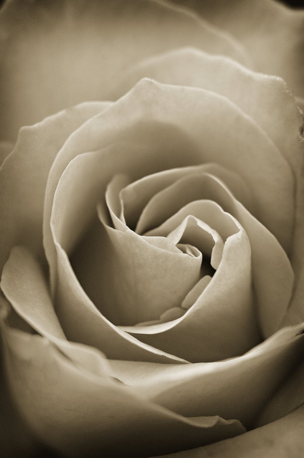 Sepia Rose Photograph Romantic Flower Botanical Photography - Etsy