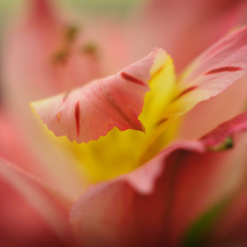 Floral Photography - Etsy