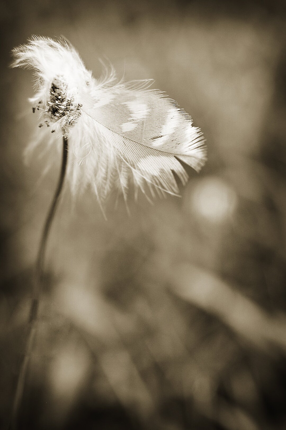Close up Sparrow Feather Photography, Nature Photograph, Fine Art Bird ...