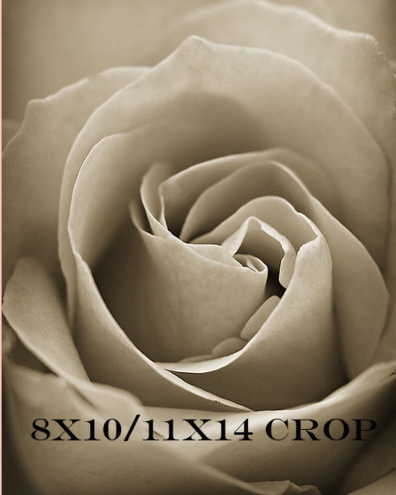 Sepia Rose Photograph Romantic Flower Botanical Photography - Etsy