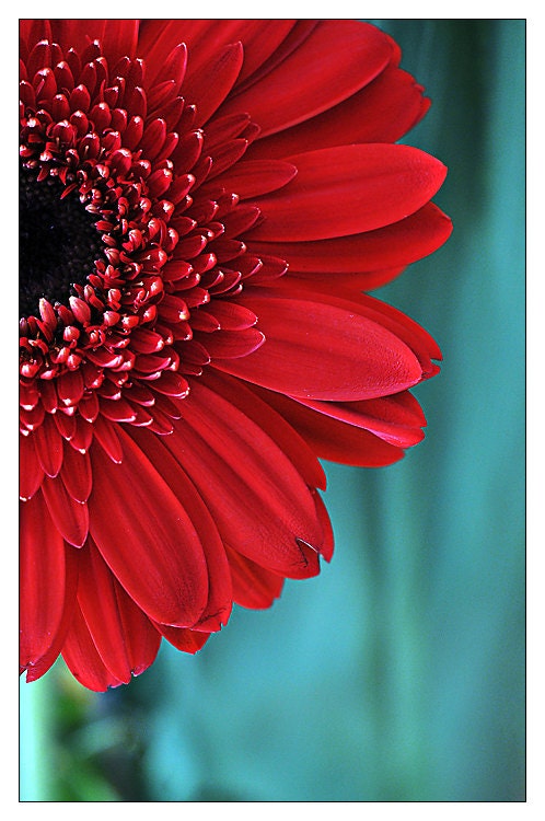 Red Gerber Daisy Flower Photograph Aqua Teal Red Fine Art - Etsy