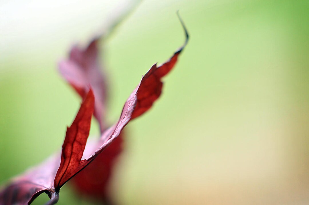 Autumn Leaf Photograph, Red Leaf Picture, Minimal Photo Print, Fine Art ...