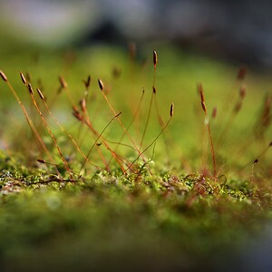 Macro Moss Panorama Photograph, Wide Print Panorama Photo Print, Green ...