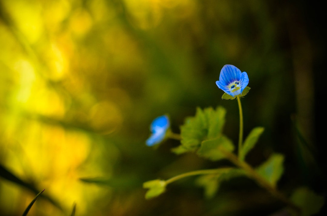 Tiny Blue Flower Metallic Photo Print, Botanical Wall Art - Etsy