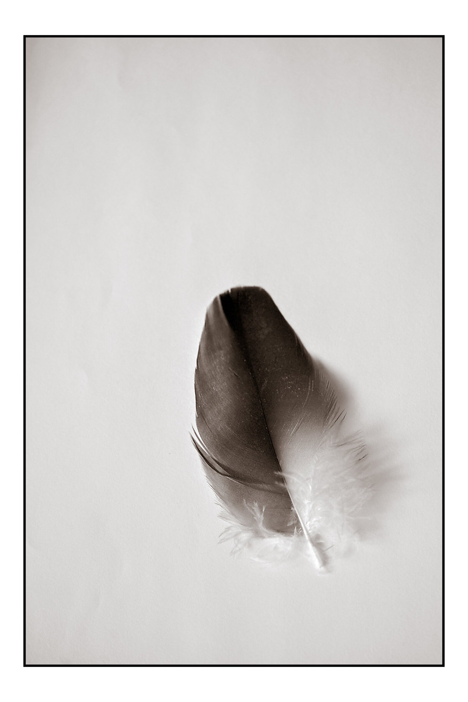 Feather Photograph, Still Life Photography, Minimal Feather Picture ...