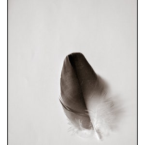Feather Photograph, Still Life Photography, Minimal Feather Picture ...