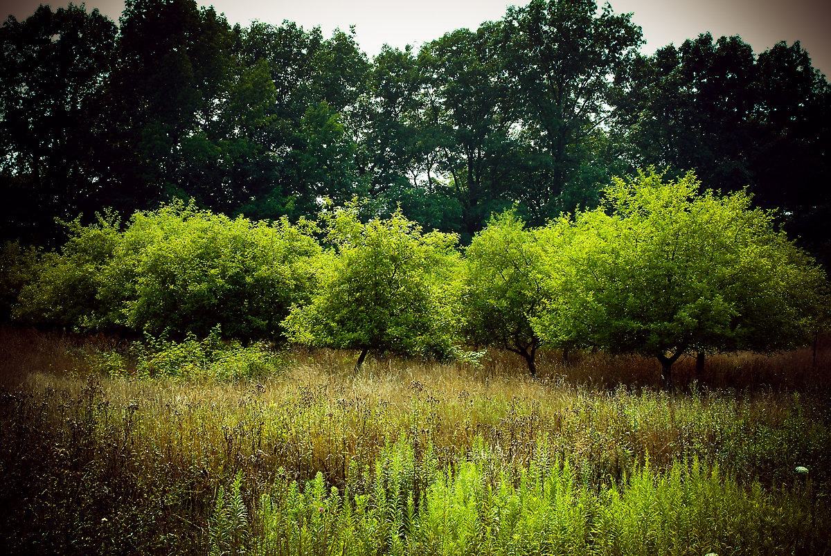 Grove of Trees Photograph, Orchard Photo Print, Living Room Wall Art ...