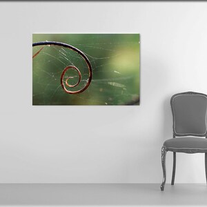 Curly Vine Photograph, Spider Web Nature Photography, Cobweb Photo ...