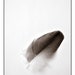 Feather Photograph, Still Life Photography, Minimal Feather Picture ...