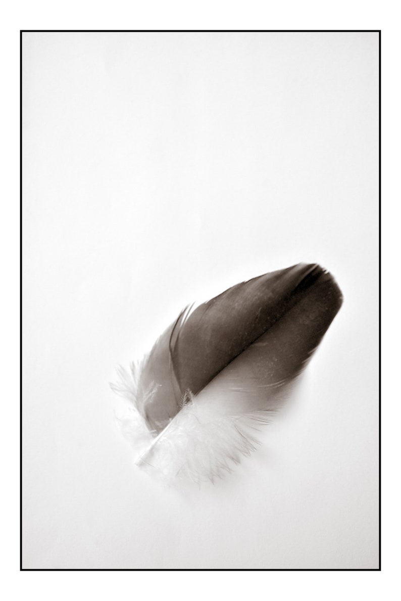 Feather Photograph Still Life Photography Minimal Feather - Etsy